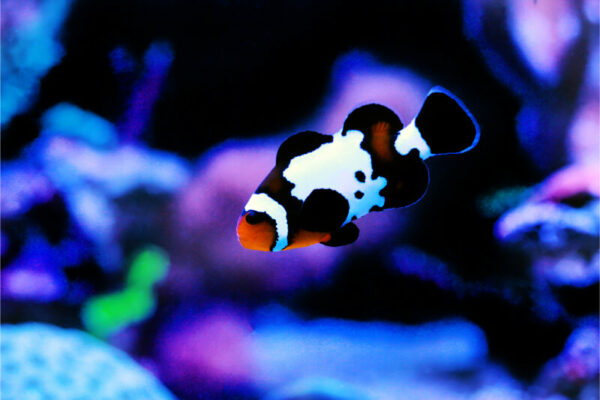 Snowflake Clownfish Care: Lifespan, Types, Size and Breeding