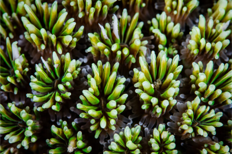 Galaxea Coral Care: Placement, Feed, Frag, Growth & Colors