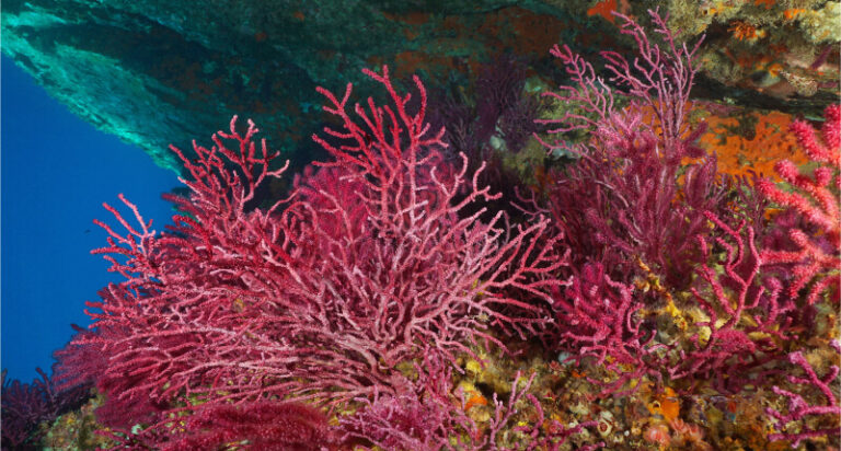 Gorgonians Care Guide: The Best Coral Sea Fans For You