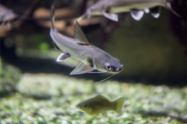 11 Freshwater Sharks For Fish Tanks Of All Sizes