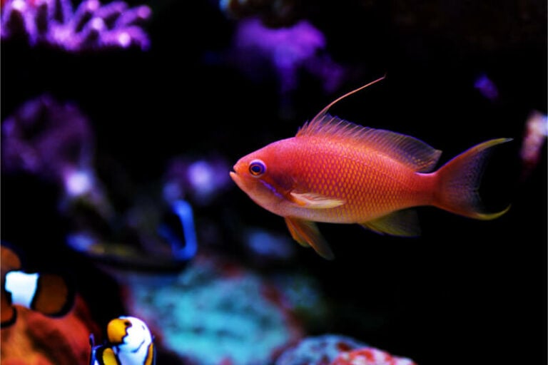 Lyretail Anthias: Essential Care Guide for Reef Tank Fa