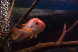 Red Devil Cichlid 101: Care, Tank Mates, Size & More