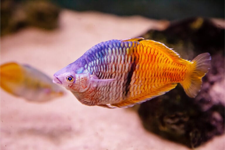 Boesemani Rainbowfish 101: Size, Diet, Tankmates & Breeding