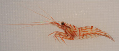 Peppermint Shrimp 101: Diet Mates Breeding and Tank Setup