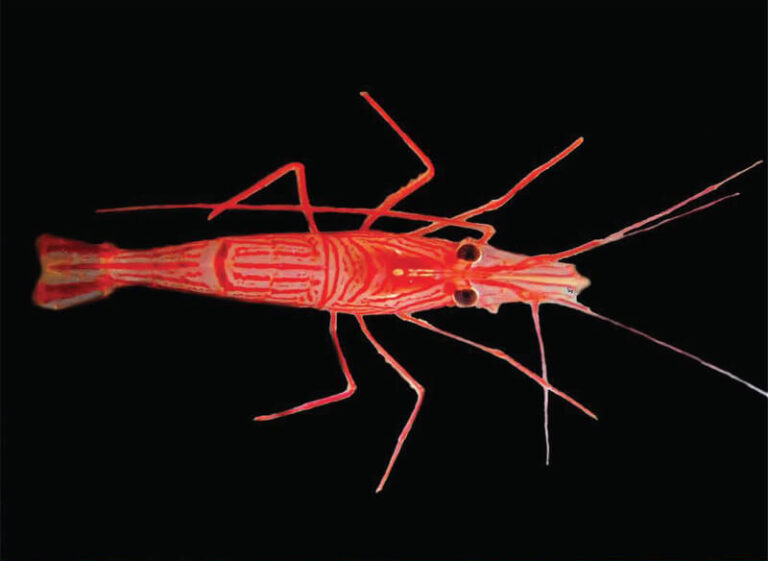 Peppermint Shrimp 101: Diet Mates Breeding and Tank Setup