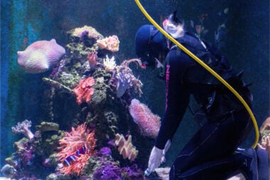 10 Surprisingly Cool Aquarium Jobs - No Experience Required