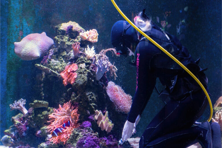 10 Surprisingly Cool Aquarium Jobs - No Experience Required