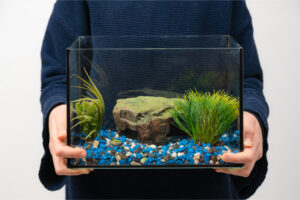 Beginner Fish Tank Gear: What You Need vs. Don’t